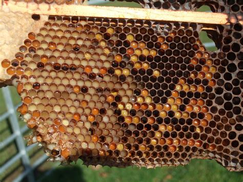Honeybee Photos Talking With Bees
