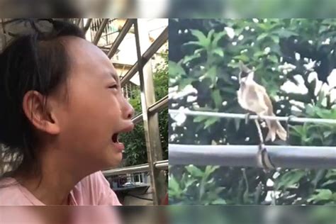 双向奔赴的爱！女孩喂养小鸟2个月后亲手放飞，反悔痛哭竟引小鸟飞回小鸟女孩