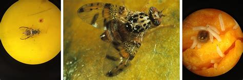 Aphis In Action Battling Bad Bugs How Aphis Is Saving Your Favorite