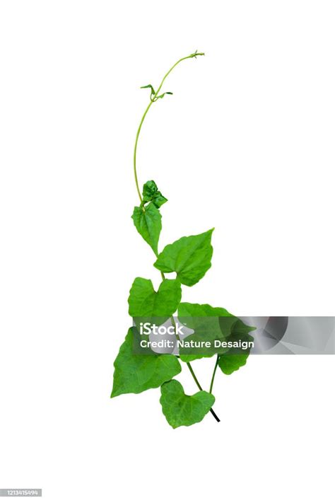 노란 꽃과 텐드릴 호박 잎 같은 털이 많은 덩굴 식물이 있는 칸탈로프의 짙은 녹색 잎은 흰색 배경에 클리핑 경로로 고립되어 있습니다 Hd 이미지와 대해상도 벽지로 사용할 수