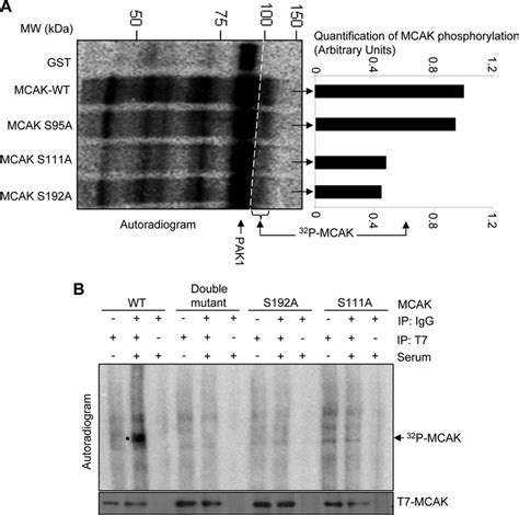 Pak1 Phosphorylates Mcak At Positions Ser 111 And Ser 192 A In Vitro