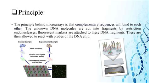 Dna Microarray Technology For Principle Of Drug Discovery Ppt