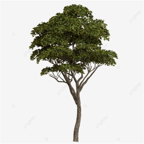 Tree Front View Transparent Cartoon Tree Front View Cartoon Tree Tree Transparent PNG