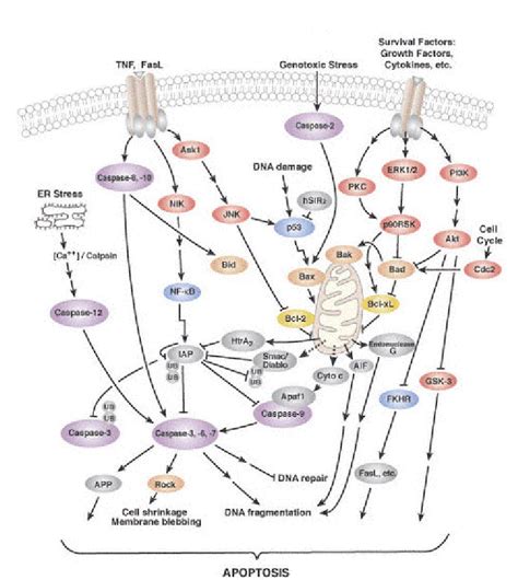 Overview Of Apoptotic Signalling Pathways Download Scientific Diagram