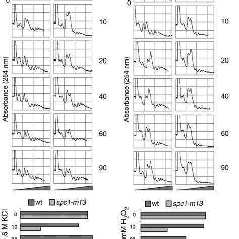 Polysome Profile Analysis Of Wild Type Wild Type And Spc1 M13 Cells Download Scientific
