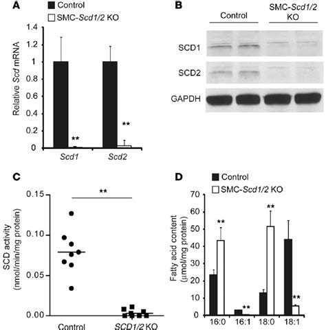 Generation Of SMC Scd1 2 KO Mice A Levels Of Scd1 And Scd2 MRNA In Download Scientific