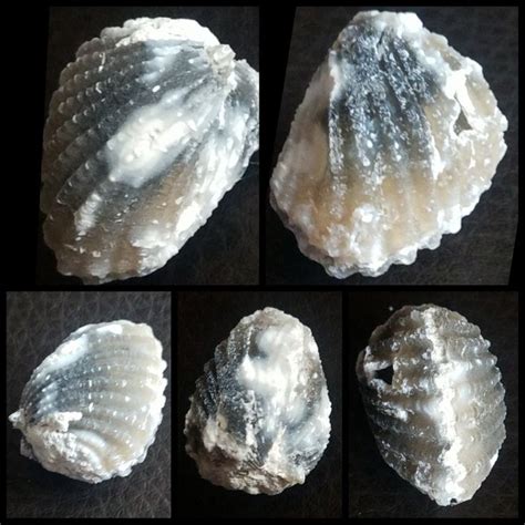 Agatized Fossil Shell Silicified Shell Fossil Tampa Bay Florida Shells