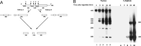 Figure 1 From The U14 Snorna Is Required For 2 O Methylation Of The