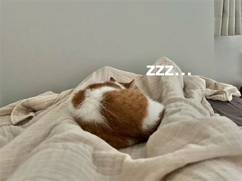 寝込む飼い主の足元に愛猫♪ るるもな。