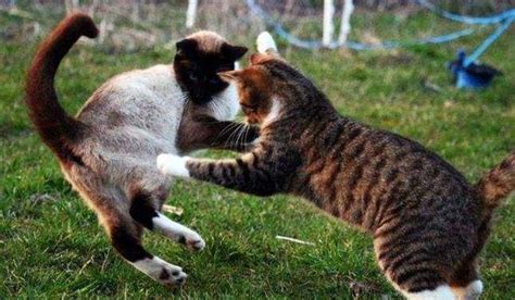 猫咪交配后，母猫会攻击公猫，让公猫都有心理阴影了叫声因为季节