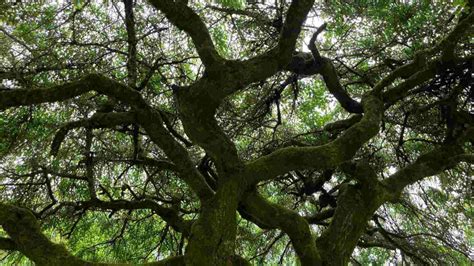 Elm Tree Guide 10 Popular Types Of Elm Trees In 2024