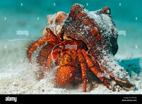 White Spotted Hermit Crab Dardanus Megistos On Sandy Ground Unesco
