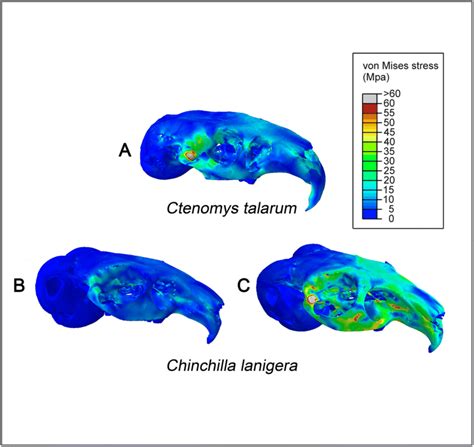 Finite Element Analysis Fea Showing The Stress To Which The Rodent Download Scientific