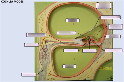 Cochlea Model Diagram Quizlet