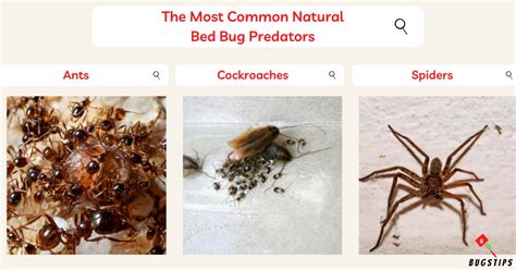 9 Bed Bug Predators Hidden Hunters Bugstips