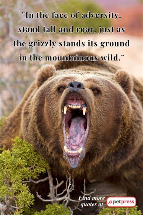 75 Ultimate Grizzly Bear Quotes Inspiration Drawn From The Wild