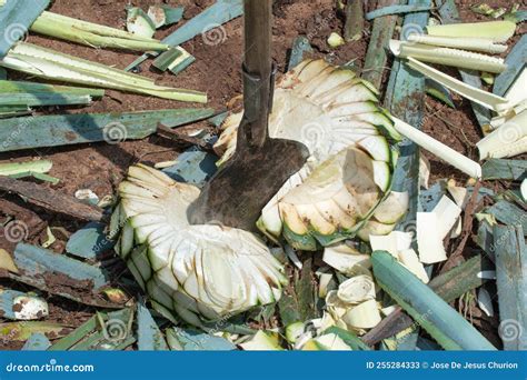 La Herramienta Coa Agavera Se Ha Ido Y Está Clavada Al Agave Para La Producción De Tequila