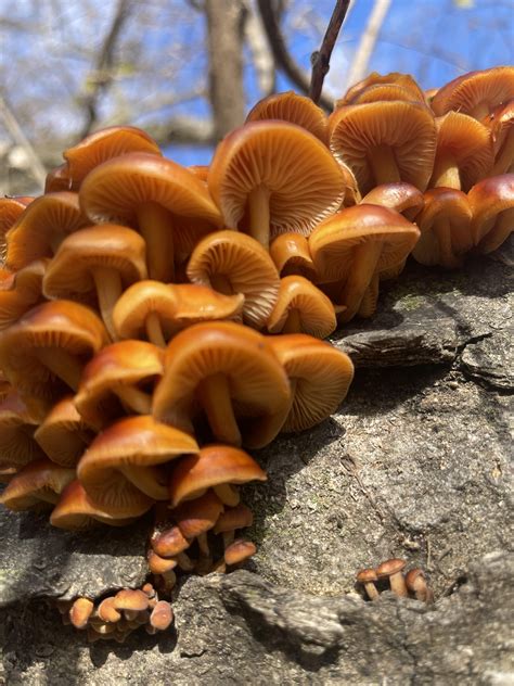 Id Found Today On Dead Hackberry Rmushroomid