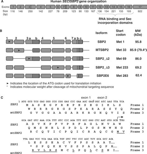 Schematic Representation Of Human Secisbp2 Transcript Variants A