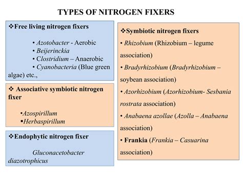 Nitrogen Cycle And Biological Nitrogen Fixation Pptx
