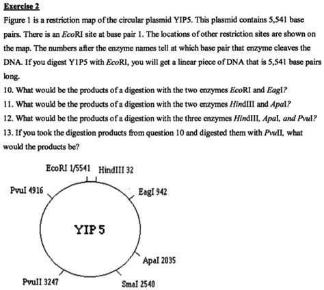 Exercise 2 Figure Restriction Map Of The Circular Plasmid Yips This