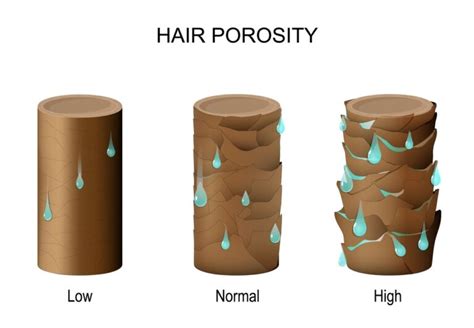Hair Porosity Guide Know If Your Hair Is Low Or High Porosity Salon D