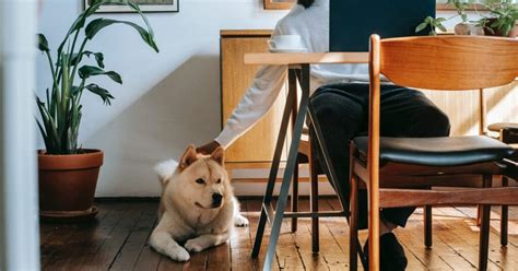 Common Plants That Are Toxic To Pets SafeWise Australia