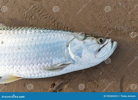 Tarpon Fish Megalops Atlanticus In The Beach Sand Caught By Fishermen