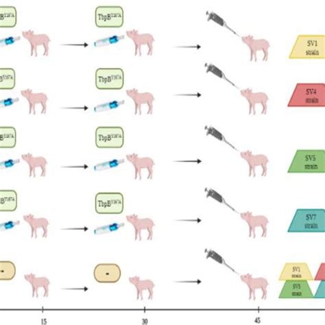 Experimental Design Of Immunization And Infection With The Different Download Scientific
