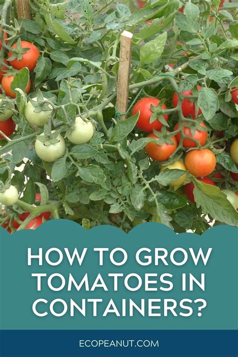 How To Grow Tomatoes In Containers Artofit