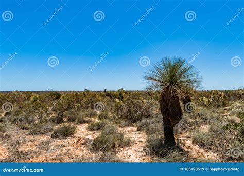 Xanthorrhoea `black Boy` Tree Growing In The Australian Bush Royalty