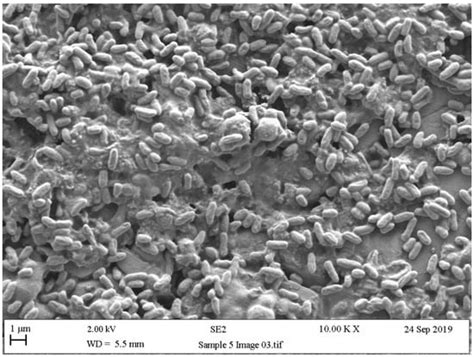 Ijerph Free Full Text Microbial Biofilms In The Food Industry—a