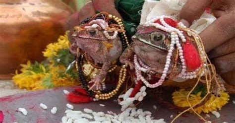 Assam Locals Resort To Age Old Tradition Of Frog Wedding To Please