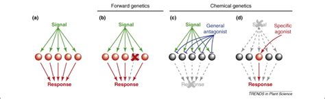 Emerging Principles In Plant Chemical Genetics Trends In Plant Science