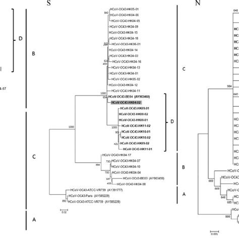 Genome Organization And Bootscan Analysis Of The Hcov Oc43 Genomes