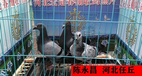 陈永昌 Zimgs