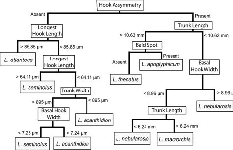 Decision Tree For The Classification Of Females Of Species Described Download Scientific