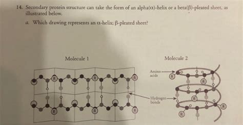 Secondary Protein Structure Beta Pleated Sheet