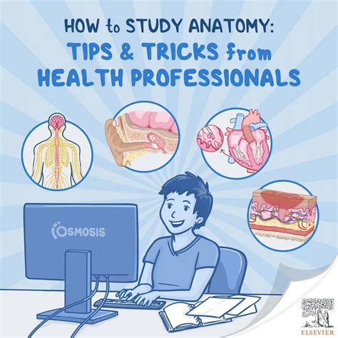 Study For Anatomy Anatomy And Physiology Cn 29 Passbooks Study Guide