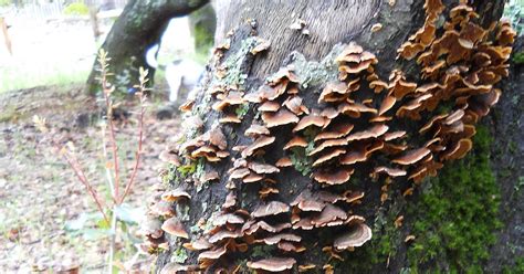 Medusas Kitchen Egg Shell Thin