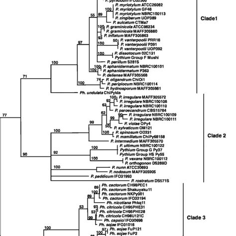 Phylogenetic Analysis Of 58 Pythium And 17 Phytophthora Isolates Based