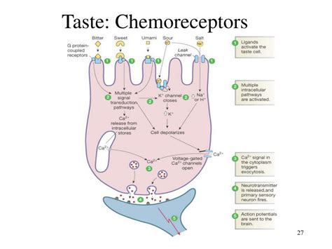 Ppt Sensory Physiology Powerpoint Presentation Free Download Id1308475