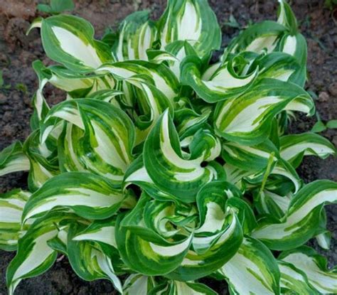 Неприхотливые растения многолетники для ленивого сада