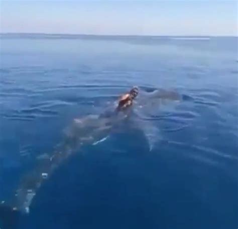 Vídeo Incrível Mostra Homem Pulando E Cavalgando Nas Costas De
