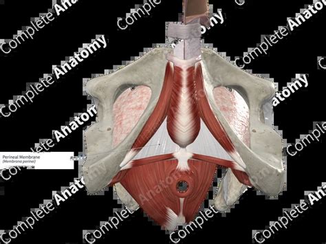 Perineal Membrane