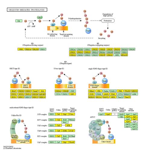 Comprehensive Profile And Contrastive Analysis Of Circular RNA Expression In Cervical Squamous
