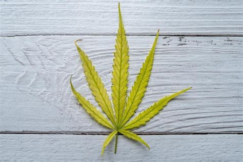 How To Fix Sulphur Deficiency In Cannabis Plants Azarius