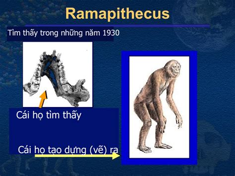 Ramapithecus Copy Phamviethungs Home
