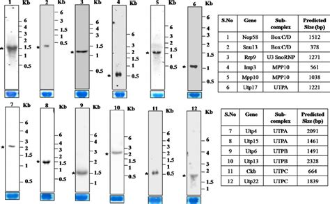 Validation Of Selected Ssu Processome Components By Northern