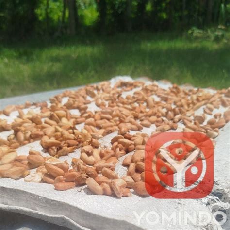Jual Biji Coklat Kering Kakao Shopee Indonesia